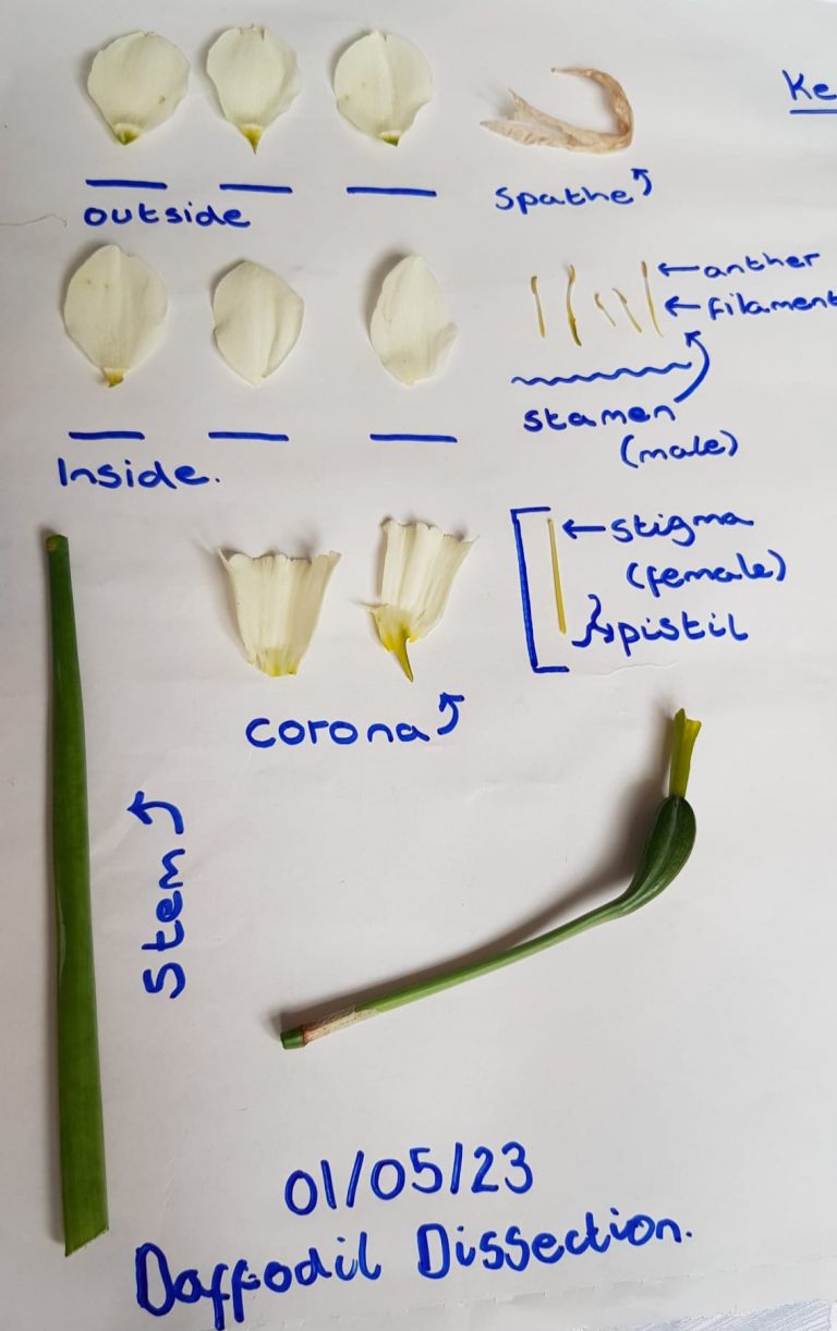 Daffodil Flower Dissection, How to dissect a flower in simple steps ...