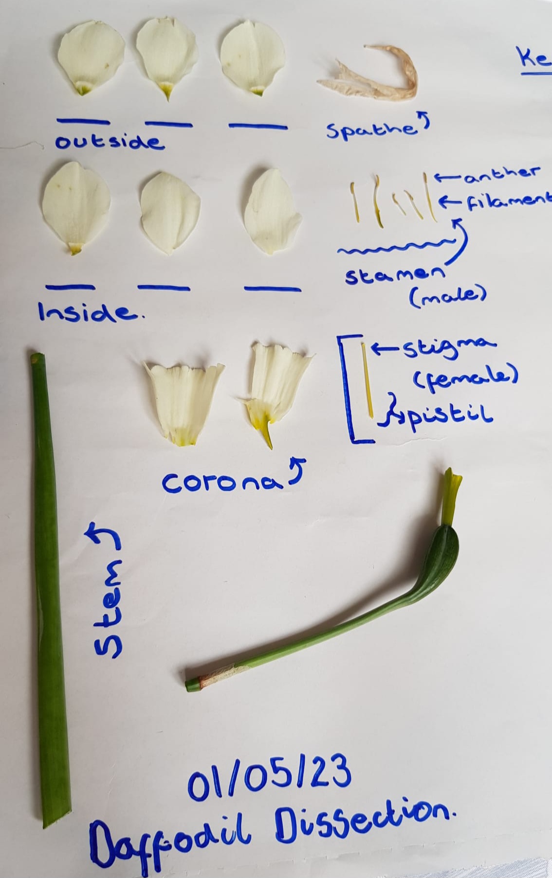 Daffodil Flower Dissection, How to dissect a flower in simple steps ...