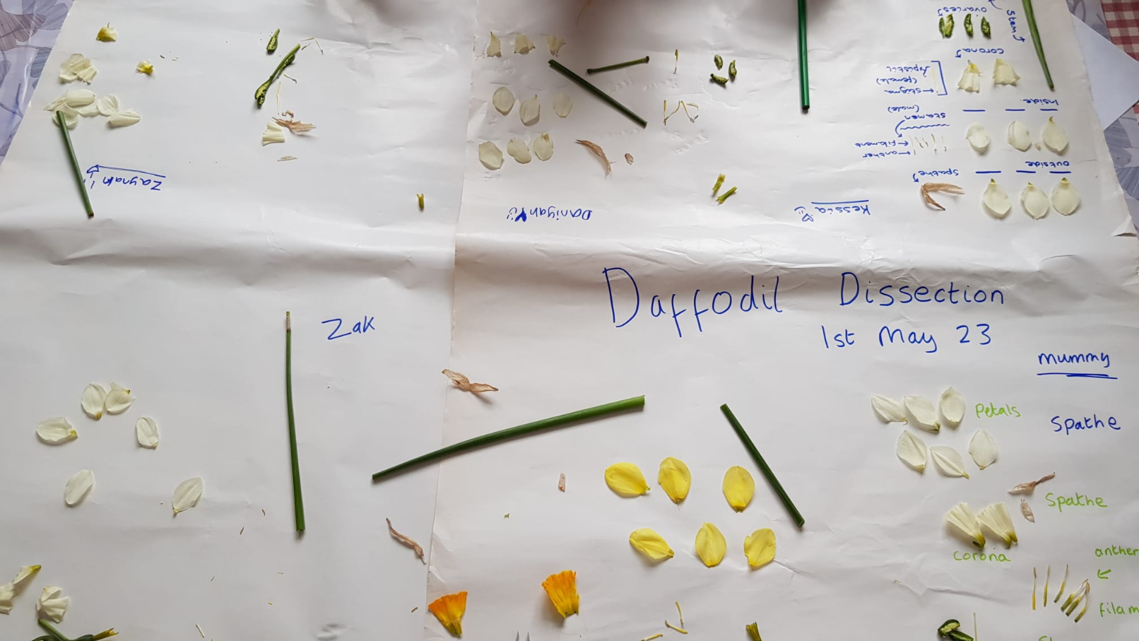 Daffodil Flower Dissection, How to dissect a flower in simple steps ...