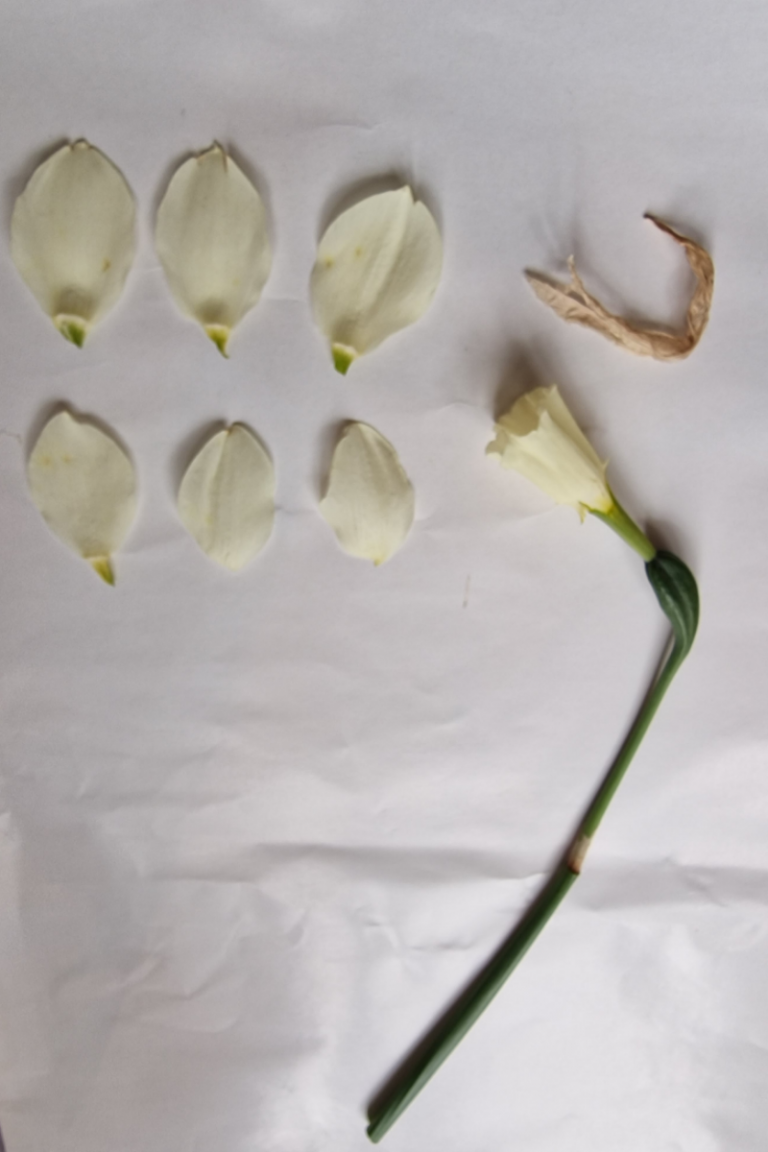 Daffodil Flower Dissection, How to dissect a flower in simple steps ...