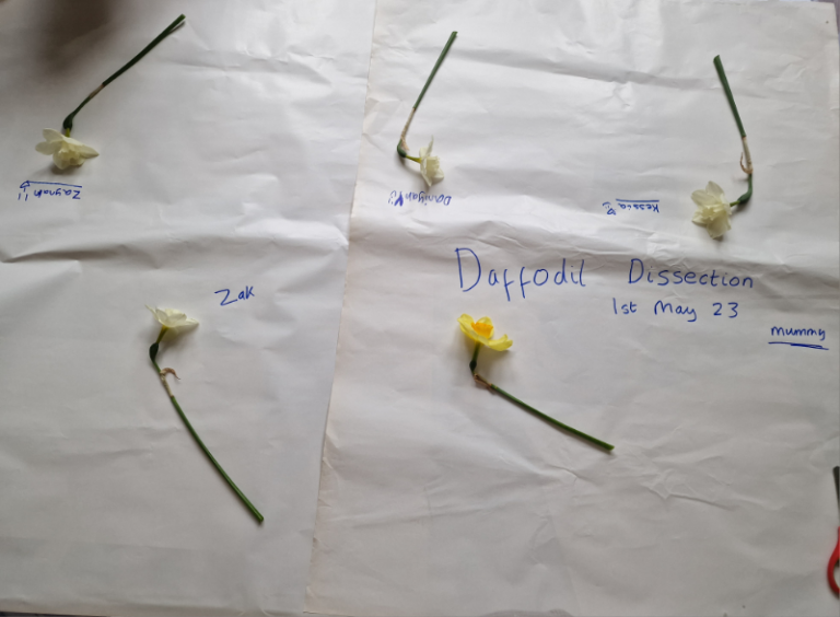 Daffodil Flower Dissection, How to dissect a flower in simple steps ...