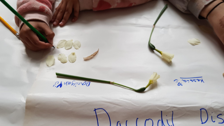 Daffodil Flower Dissection, How to dissect a flower in simple steps ...