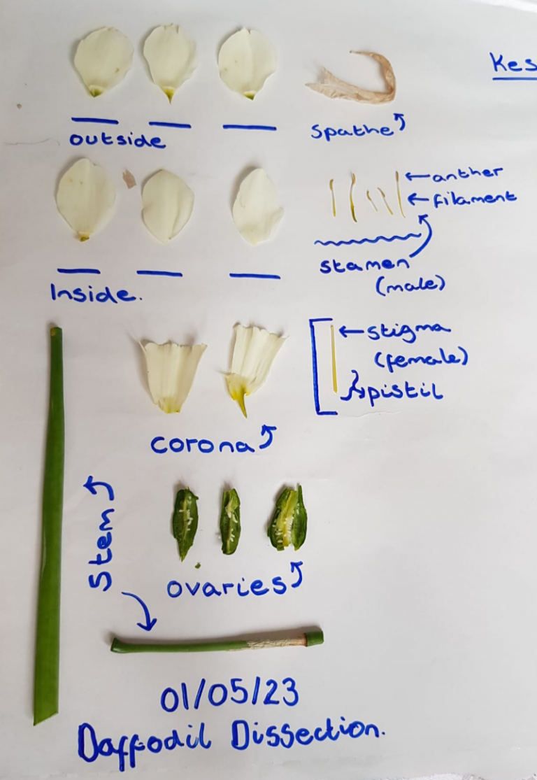 Daffodil Flower Dissection, How to dissect a flower in simple steps ...