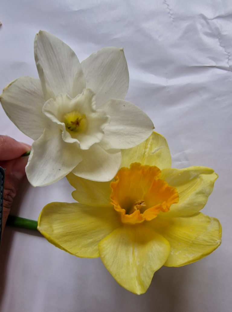 Daffodil Flower Dissection, How to dissect a flower in simple steps ...